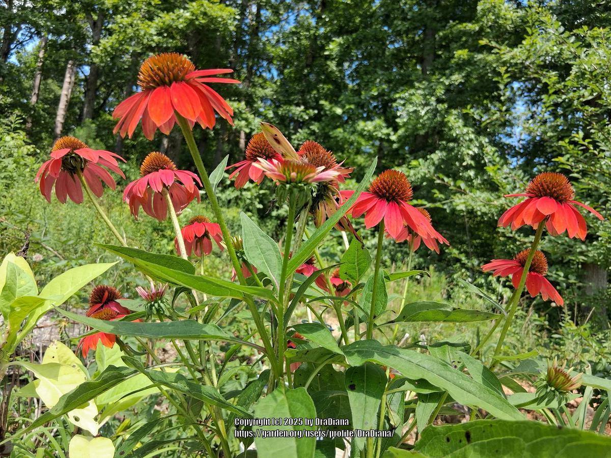 Coneflower (Echinacea Artisan™ Collection Red Ombre) in the Coneflowers ...