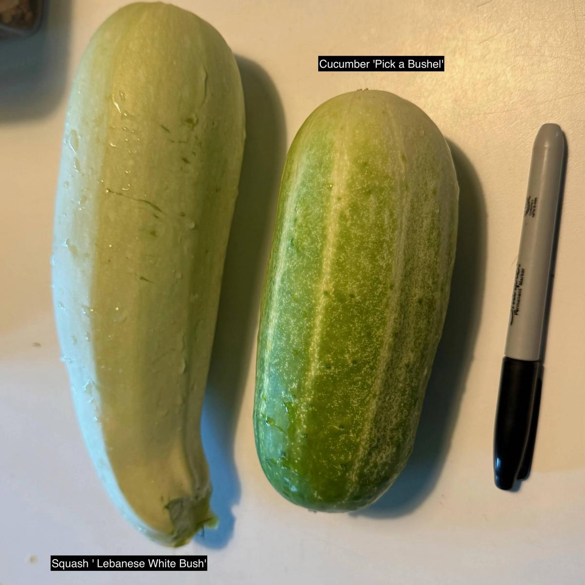 Cucumbers, cucumbers and cucumbers. Let's talk about cucumbers. in the ...