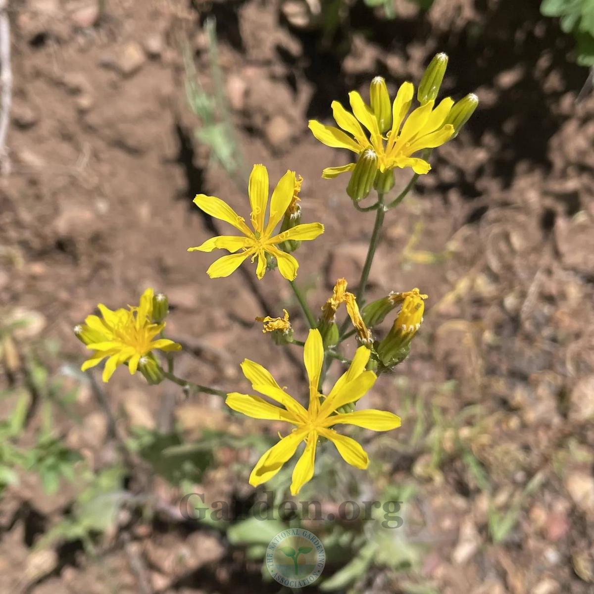 Hawksbeard (Crepis acuminata) - Garden.org
