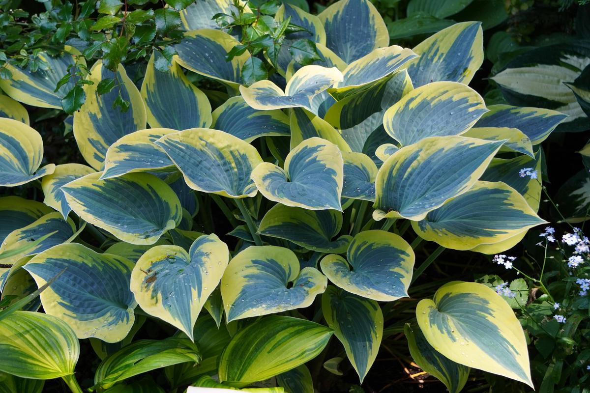 Hosta 'First Frost' in the Hostas Database - Garden.org