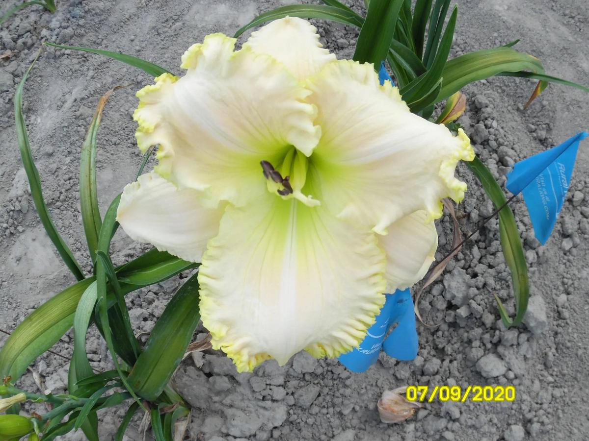 Most fragrant daylily in the Daylilies forum - Garden.org