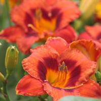 Photo of the bloom of Daylily (Hemerocallis 'Mighty Chestnut') posted by JimKlaiber - Garden.org