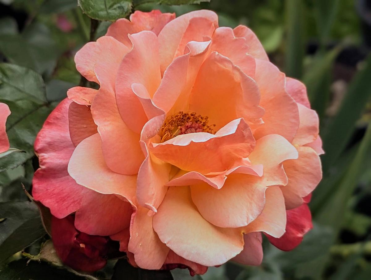 Rose (Rosa 'Colorific') in the Roses Database - Garden.org