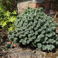 Photo of the entire plant of Rosewort (Rhodiola rosea) posted by ...