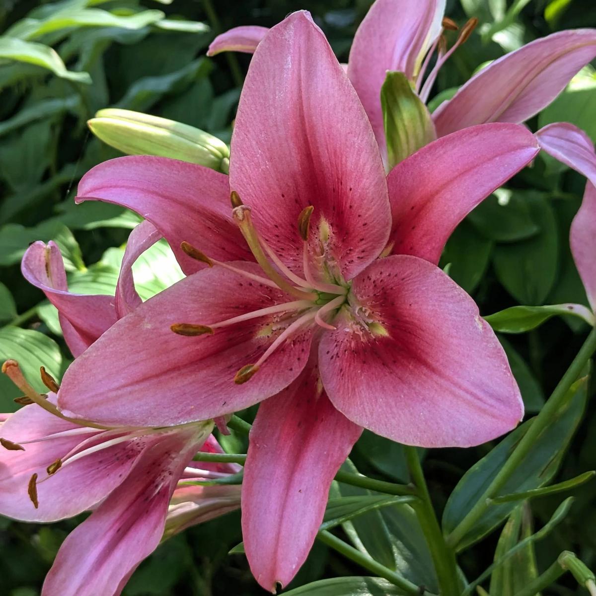 Lily (Lilium 'Child In Time') in the Lilies Database - Garden.org