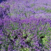 Photo of the entire plant of English Lavender (Lavandula angustifolia ...