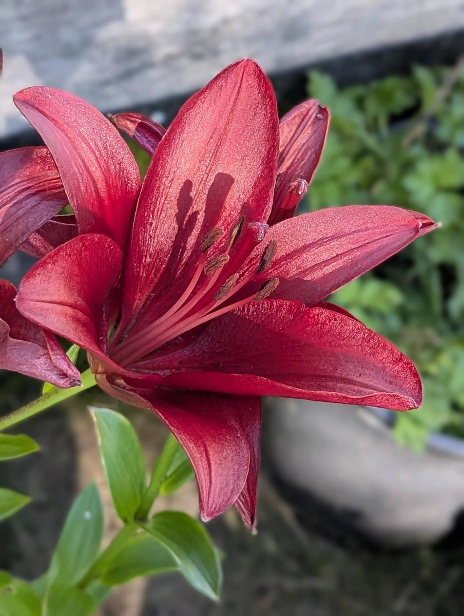 Lily (Lilium 'November Rain') in the Lilies Database - Garden.org