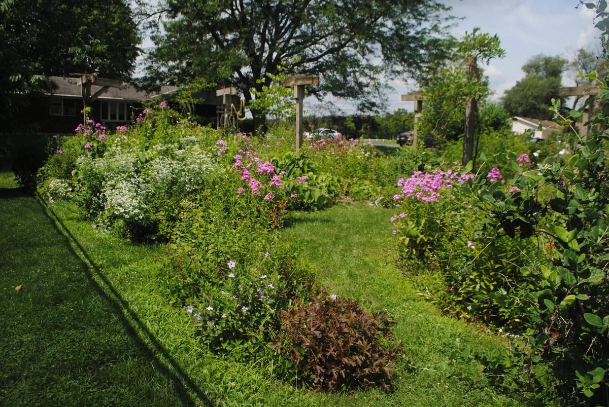 Native perennial islands in lawn in the Mid Atlantic Gardening forum ...