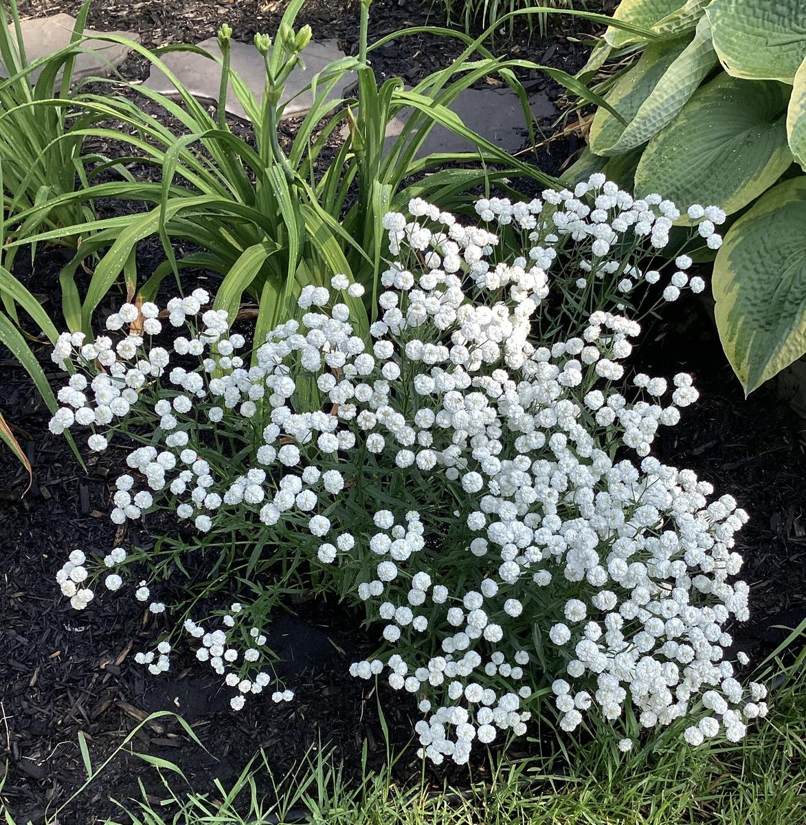 Yarrow (Achillea ptarmica 'Peter Cottontail') in the Yarrows Database ...