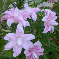 Photo of the bloom of Lily (Lilium 'Lotus Queen') posted by Joy ...