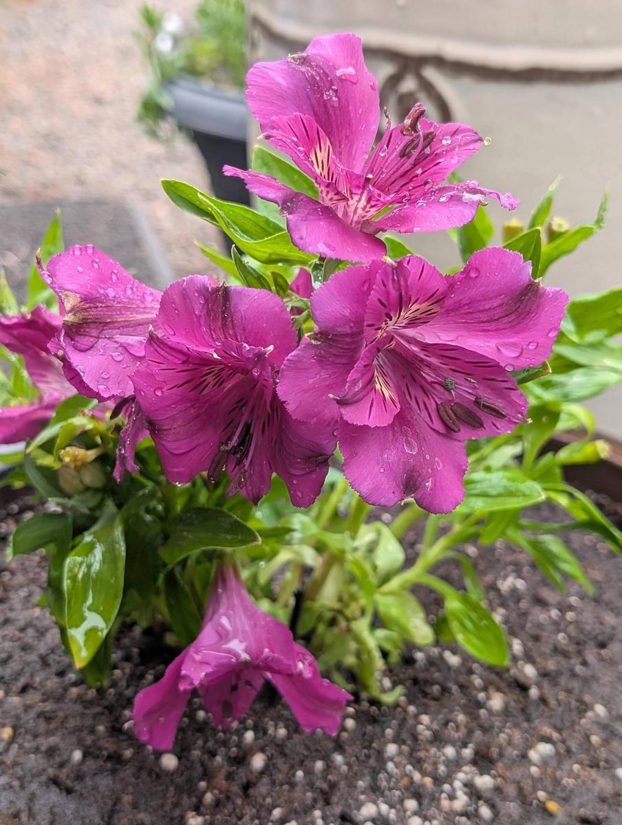 Peruvian Lily (Alstroemeria Colorita® Mulan®) in the Peruvian Lilies ...