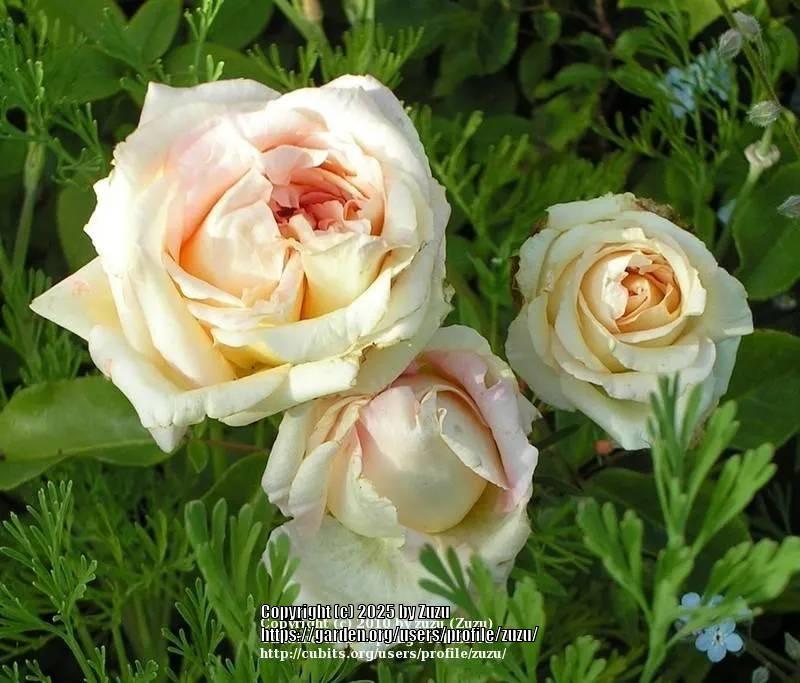 Rose of the Day: Rose (Rosa 'Juliet') in the Plants of the Day forum ...
