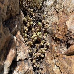 Sedum forum - Garden.org