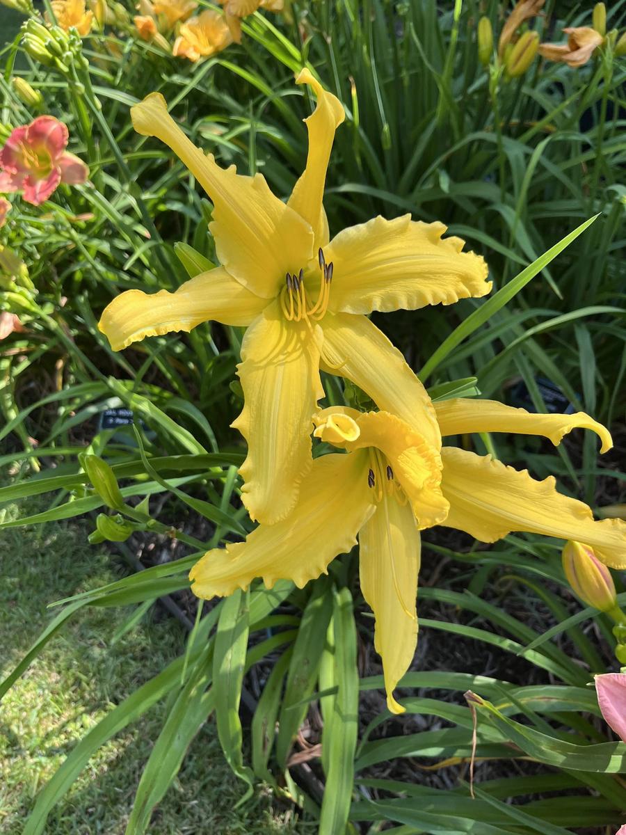 Daylily (Hemerocallis 'Rodin's Sculpture') in the Daylilies Database - Garden.org