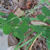 Photo of the leaves of Eastern Milkpea (Galactia regularis) posted by ...