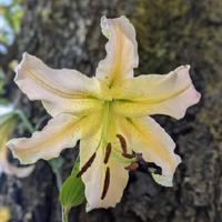 Lily (Lilium 'Elusive') in the Lilies Database - Garden.org