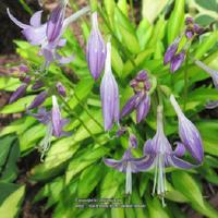 Photo of the entire plant of Hosta 'Munchkin Fire' posted by NJBob ...