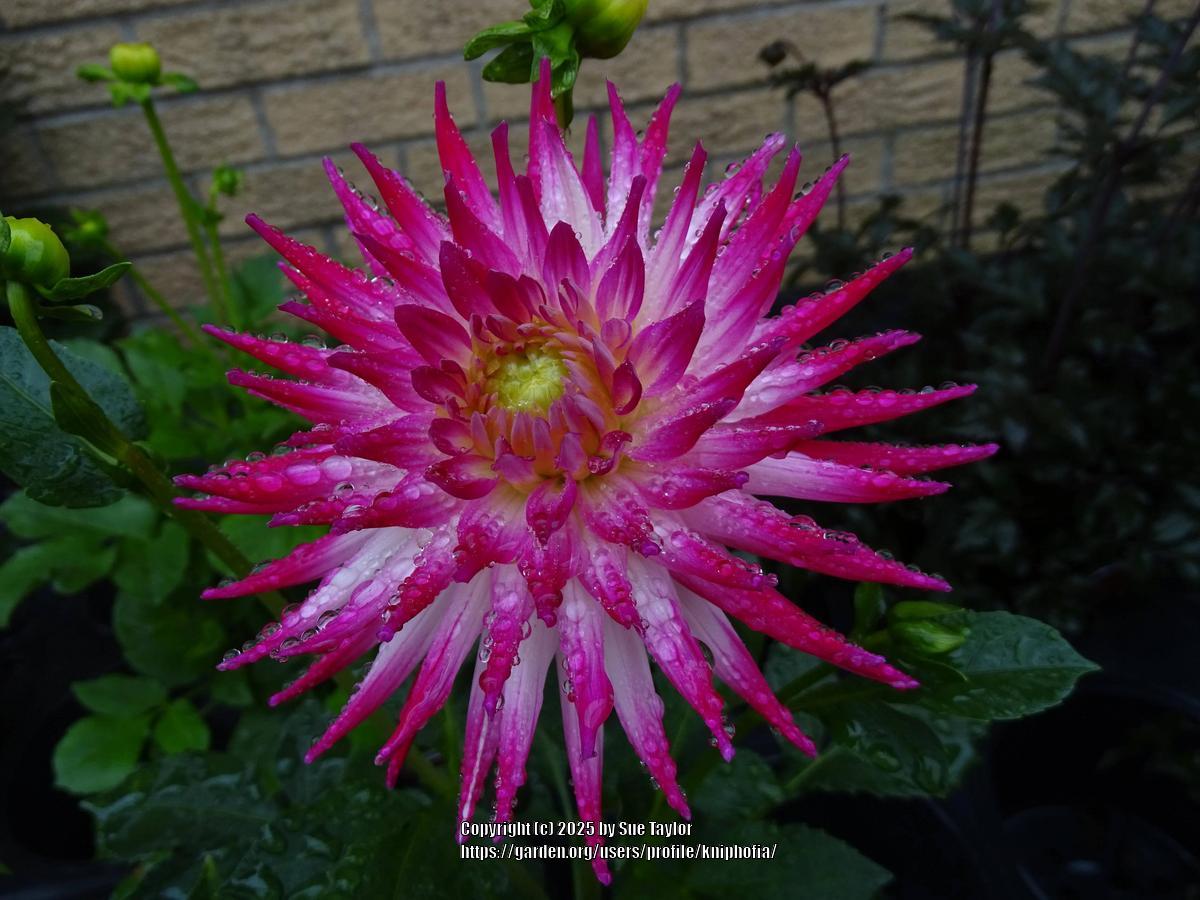 Dahlia 'Dutch Explosion' in the Dahlias Database - Garden.org