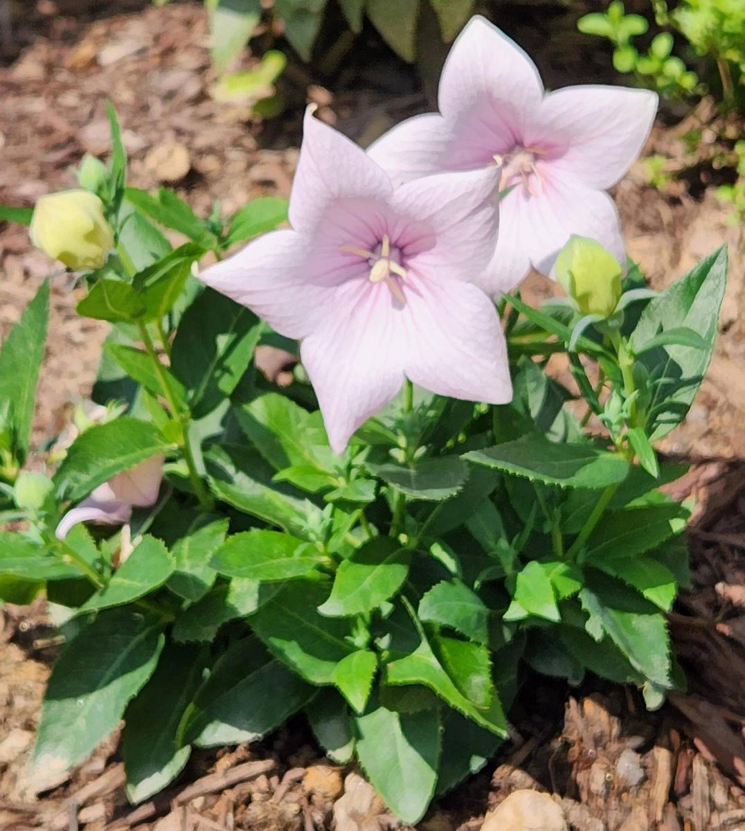 Balloon Flower (Platycodon grandiflorus Pop Star™ Pink) in the ...
