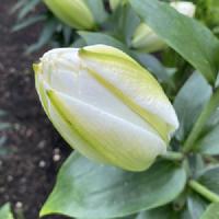 Photo of the bloom of Lily (Lilium 'Blizzard') posted by Raimisx9 ...