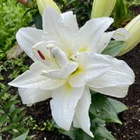 Photo of the bloom of Lily (Lilium 'Blizzard') posted by Raimisx9 ...