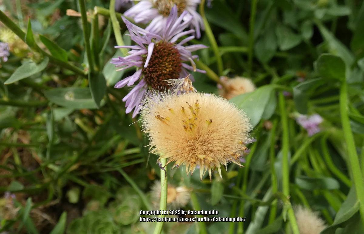 Erigeron glaucus 'Wayne Roderick' - Garden.org
