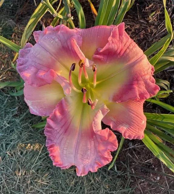 Daylily (Hemerocallis 'Passing Fancy') in the Daylilies Database - Garden.org