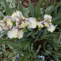 Standard Dwarf Bearded Iris (Iris 'Graph') in the Irises Database ...