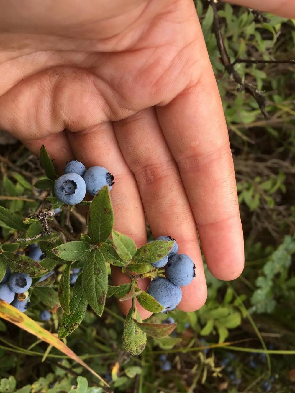 How Can I Grow Bigger Blueberries? - Garden.org