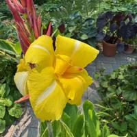 Photo of the bloom of Canna 'Trinacria Variegata' posted by crawgarden ...
