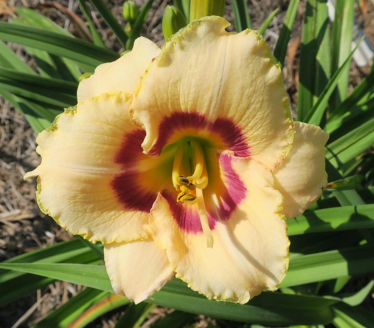 Daylily (Hemerocallis 'Dewberry Candy') in the Daylilies Database ...