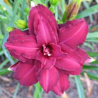 Daylily (Hemerocallis 'Double Pardon Me') in the Daylilies Database ...
