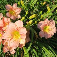 Photo of the entire plant of Daylily (Hemerocallis 'Jolyene Nichole ...