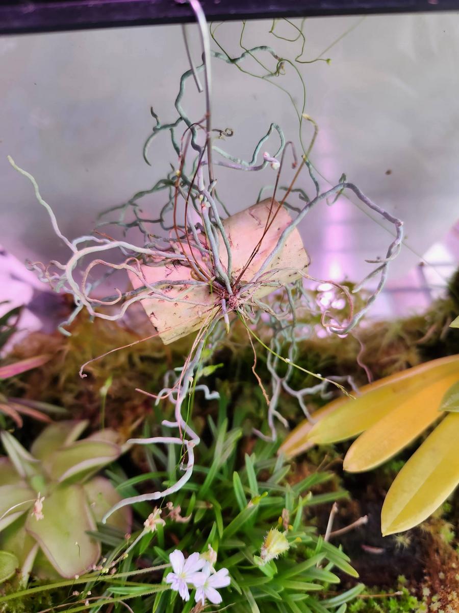 Our Orchid blooms in August 2025 🌻 in the Orchids forum - Garden.org