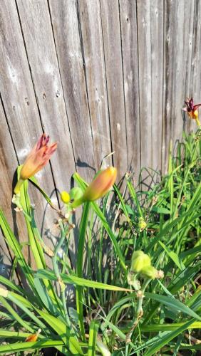 Question in the Daylilies forum - Garden.org