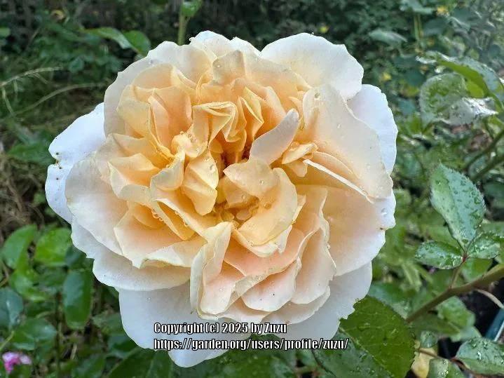 Rose (Rosa 'Melissa Darling') in the Roses Database - Garden.org