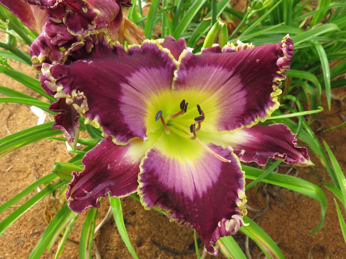 Daylily (Hemerocallis 'Justin Torer') in the Daylilies Database ...