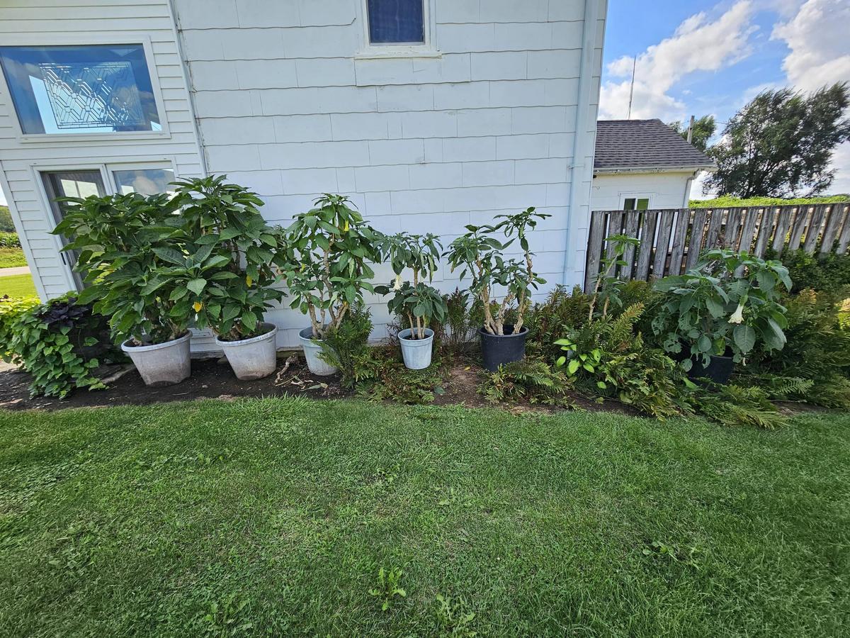 Brug blooms in the Ask a Question forum - Garden.org