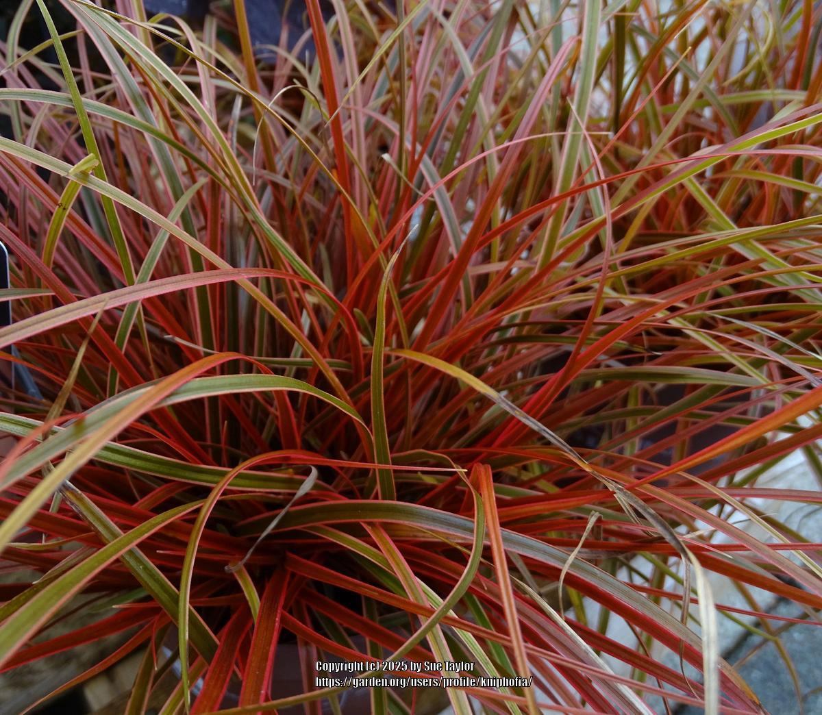 Sedge (Carex punicea EverColor™ EverFlame) in the Sedges Database ...
