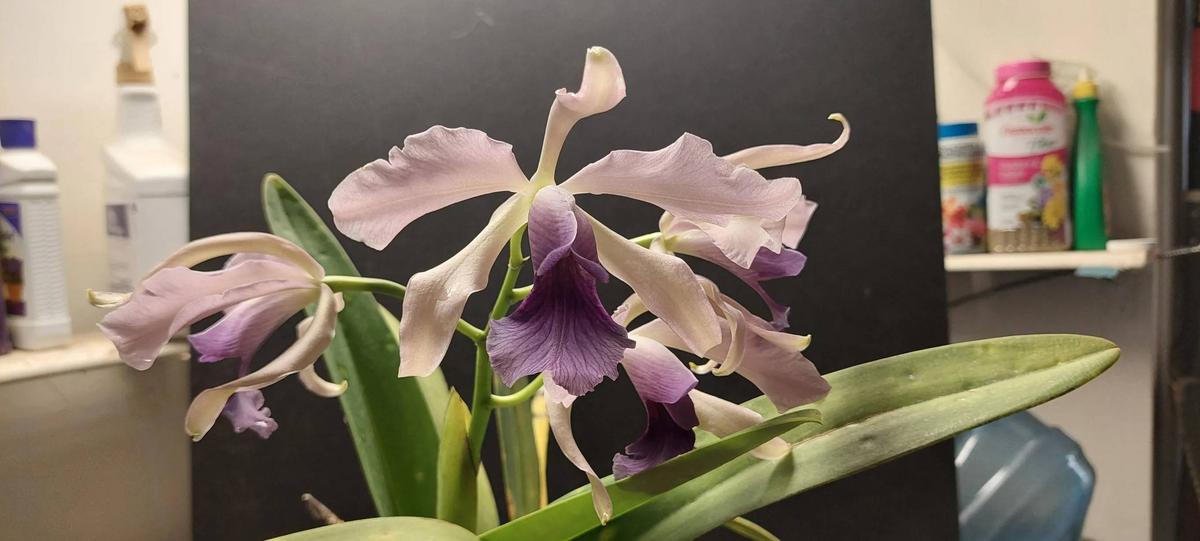 Our Orchid Blooms in September 2025 🍄 in the Orchids forum - Garden.org