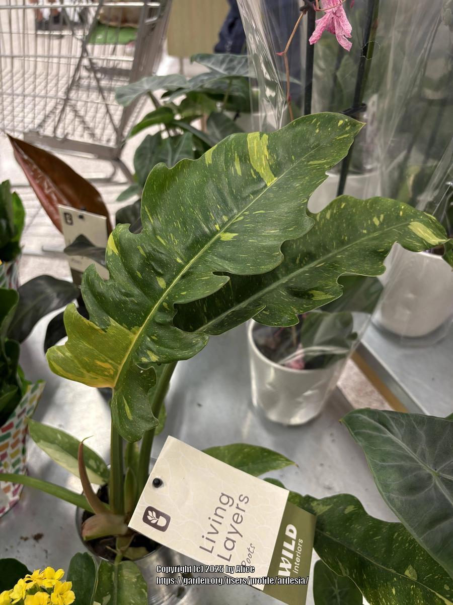 'Endless Forms Most Beautiful' The aroid photo gallery in the ...