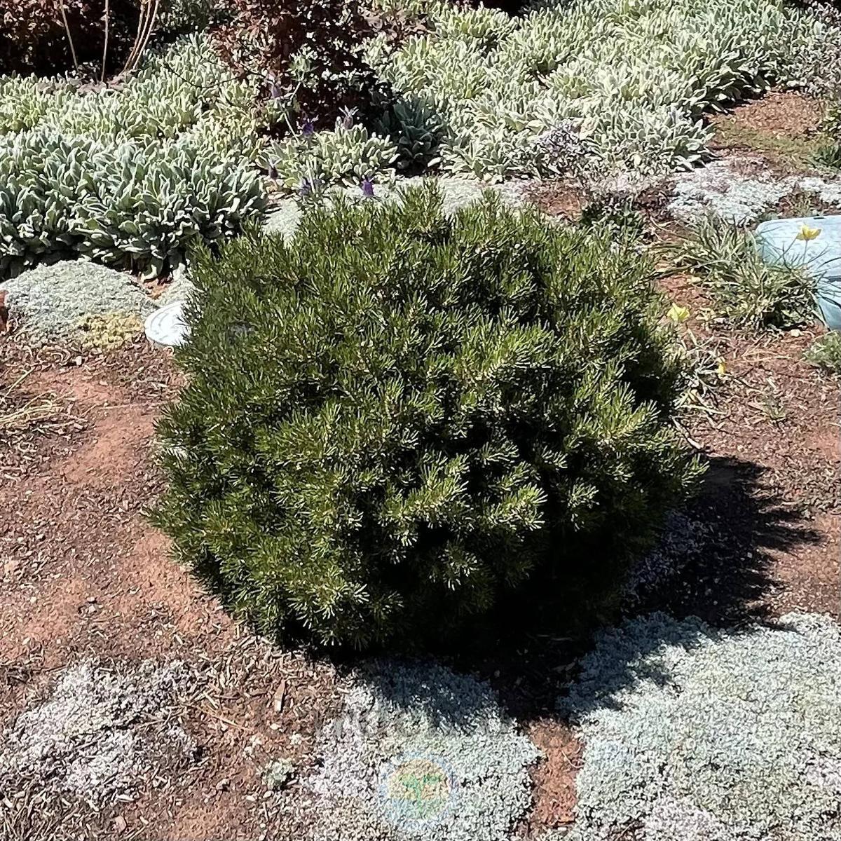 Pinyon Pine (Pinus edulis 'Farmy') - Garden.org