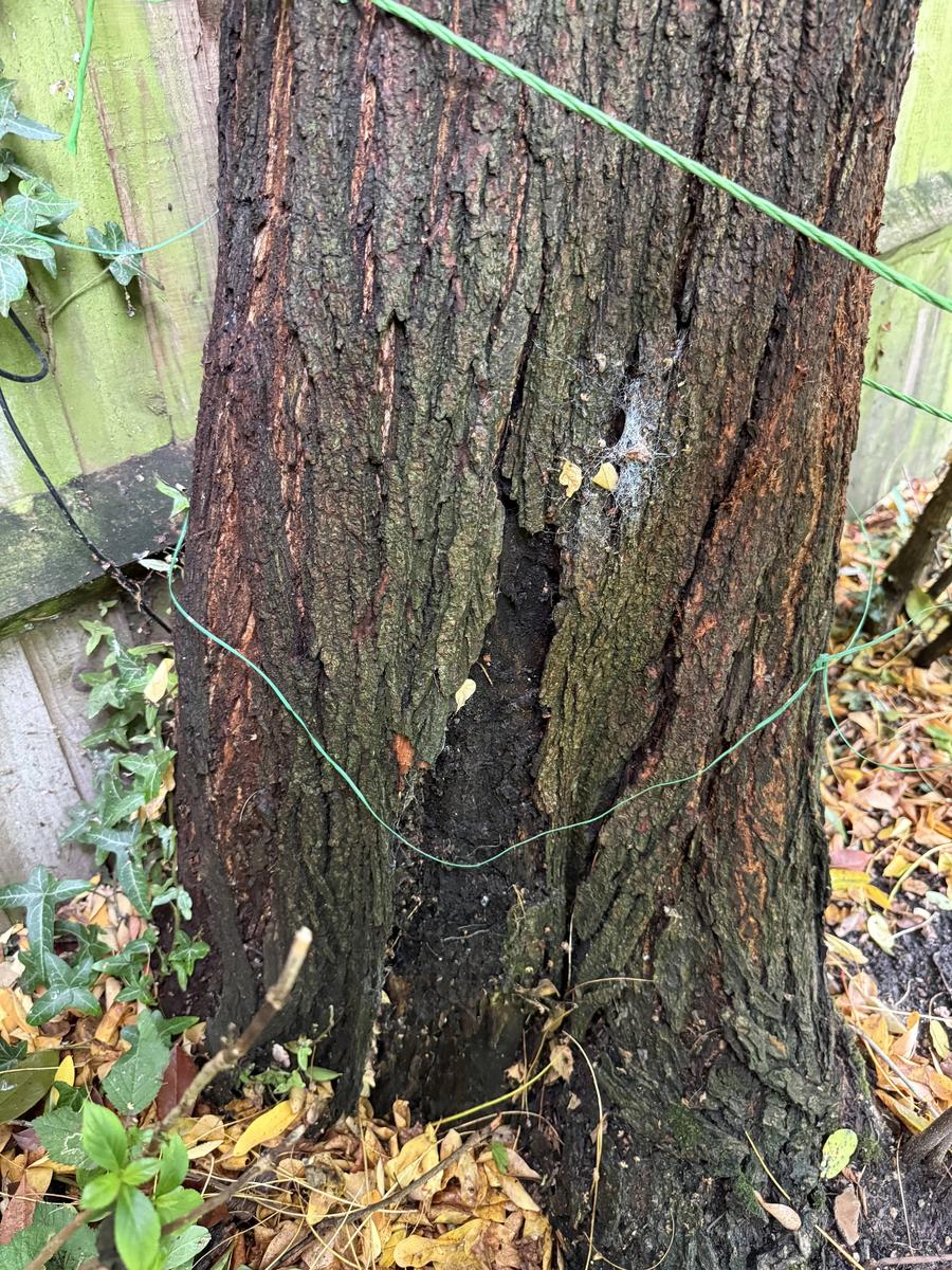 Health of a 23 year old tree in my garden for safety reasons in the Ask ...