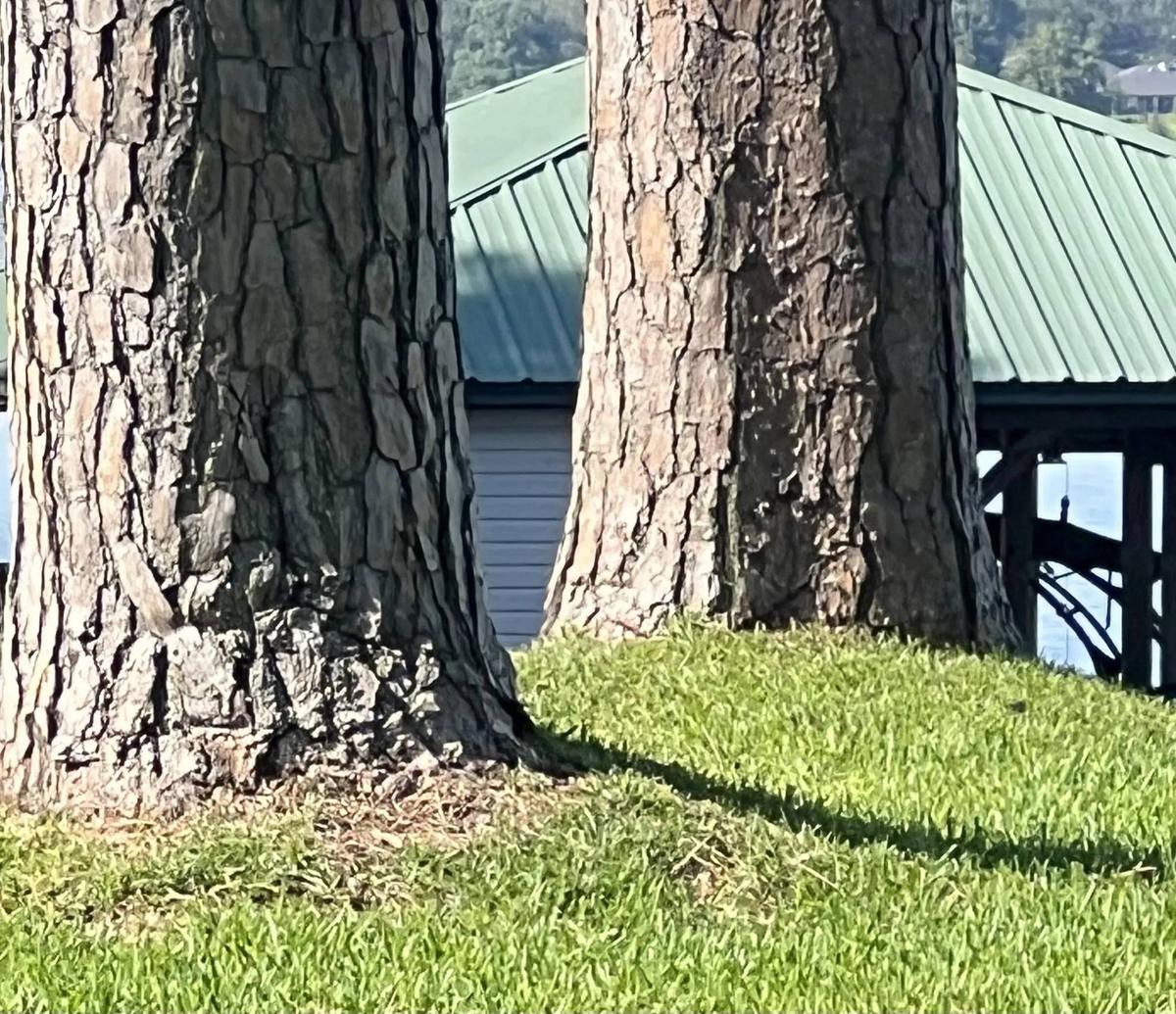 Heaving ground around pine tree in the Ask a Question forum - Garden.org