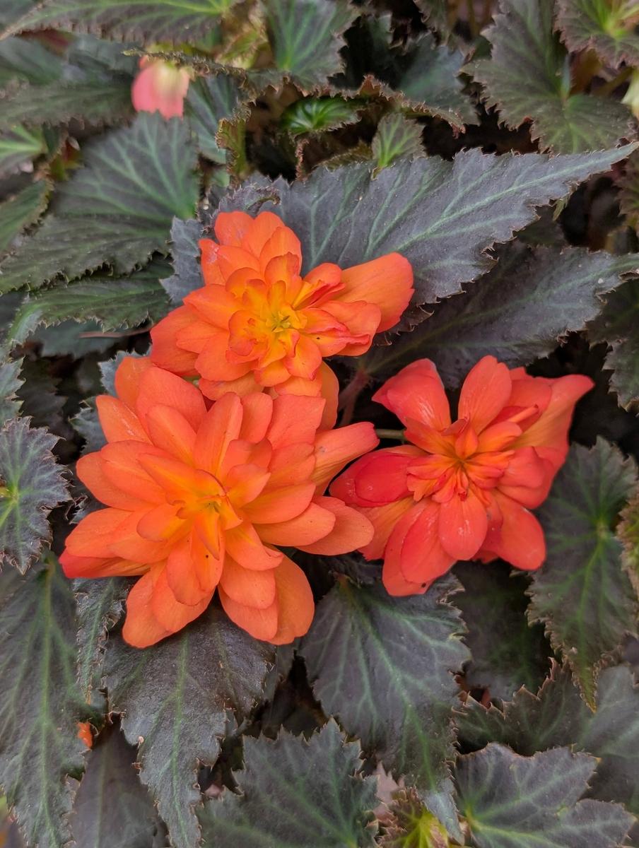 Begonia (Begonia x hybrida I'Conia® Portofino Orange) in the Begonias ...