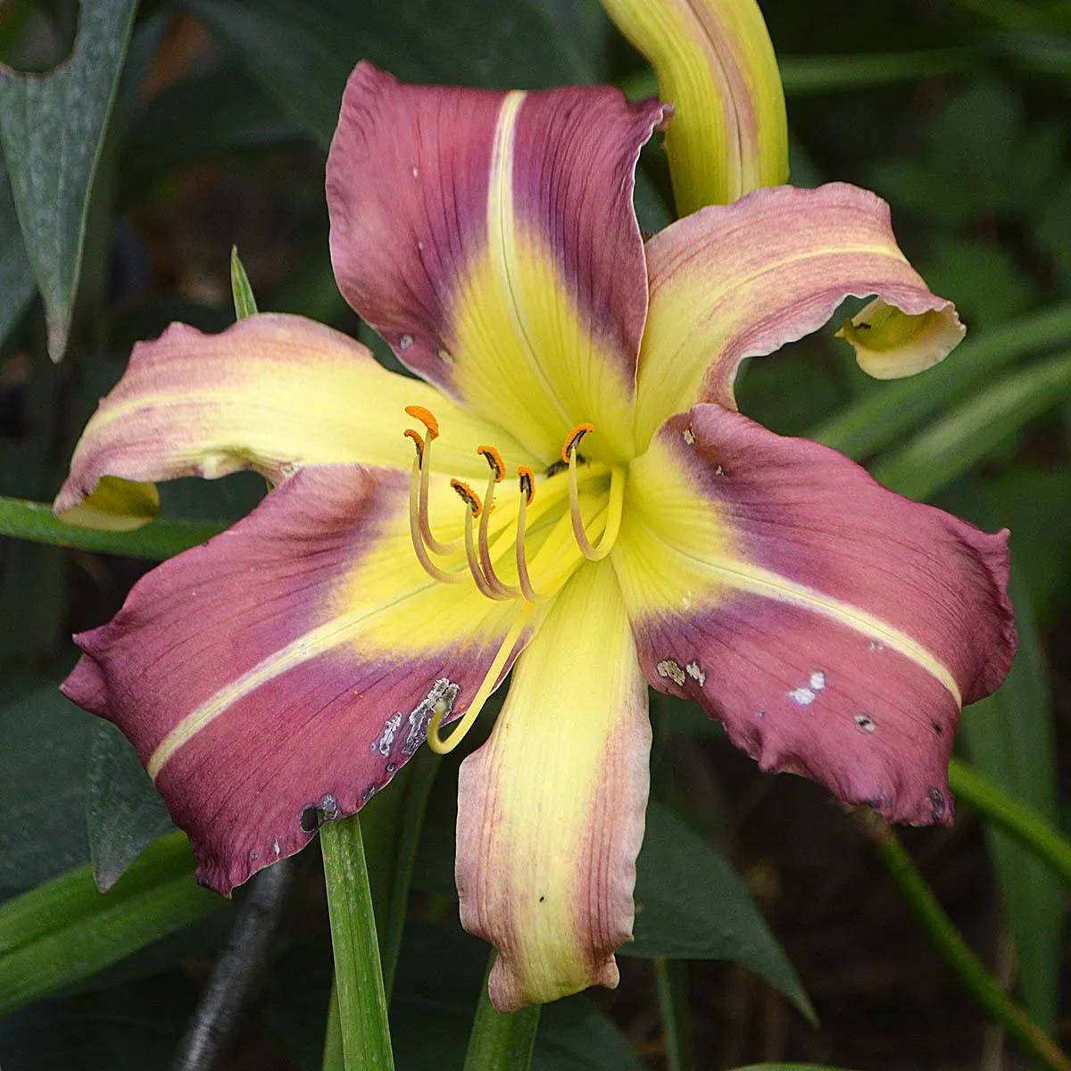 Daylily (Hemerocallis 'Shut Up and Color') in the Daylilies Database ...