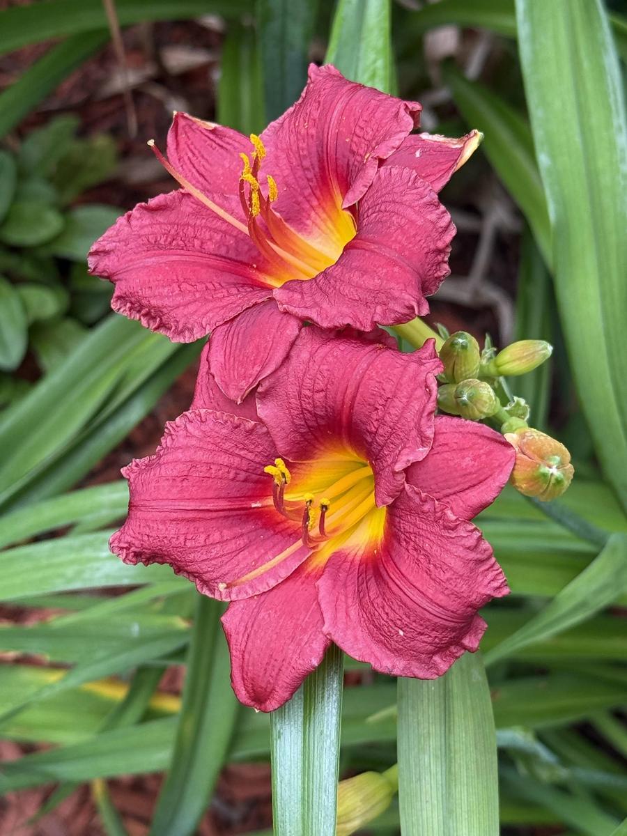 Daylily (Hemerocallis 'Cranberry Baby') in the Daylilies Database ...