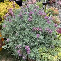 Photo of the entire plant of Gray Creeping Germander (Teucrium aroanium) posted by valleylynn ...
