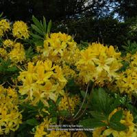 Photo of the bloom of Pontic Azalea (Rhododendron luteum) posted by ...