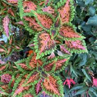 Photo of the leaves of Coleus (Coleus scutellarioides Terra Nova® Peach ...